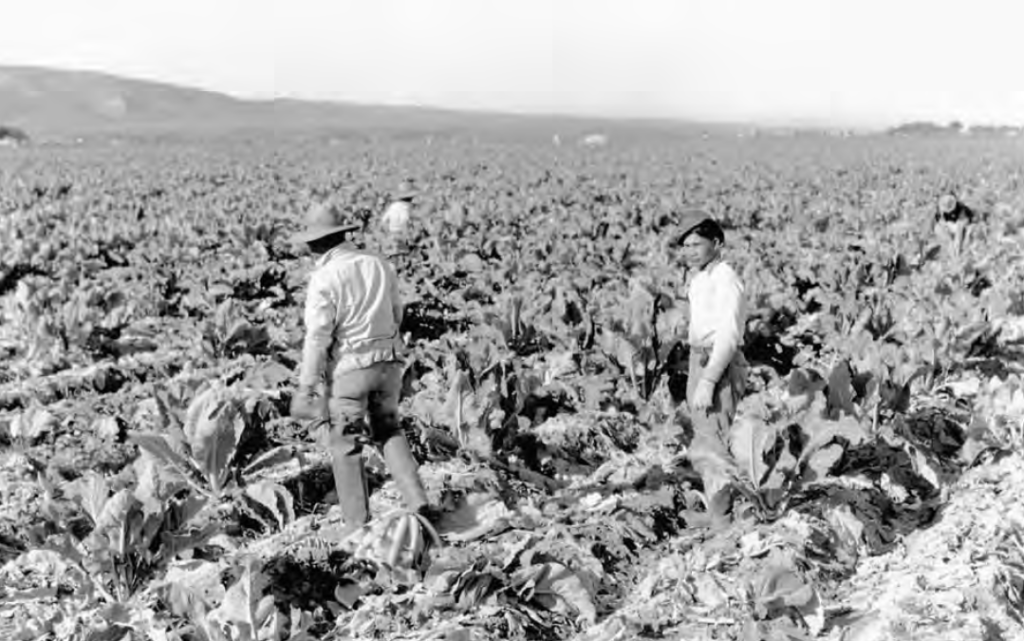 Timeline of Agricultural Labor in the U.S. | NFWM